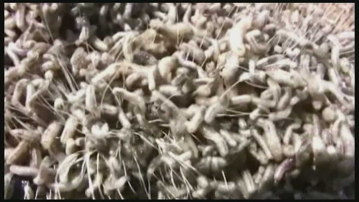 Hospital using maggots to treat patients at risk of losing limbs