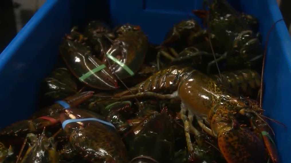 Lawsuit filed in NH challenges new limits on offshore lobster traps