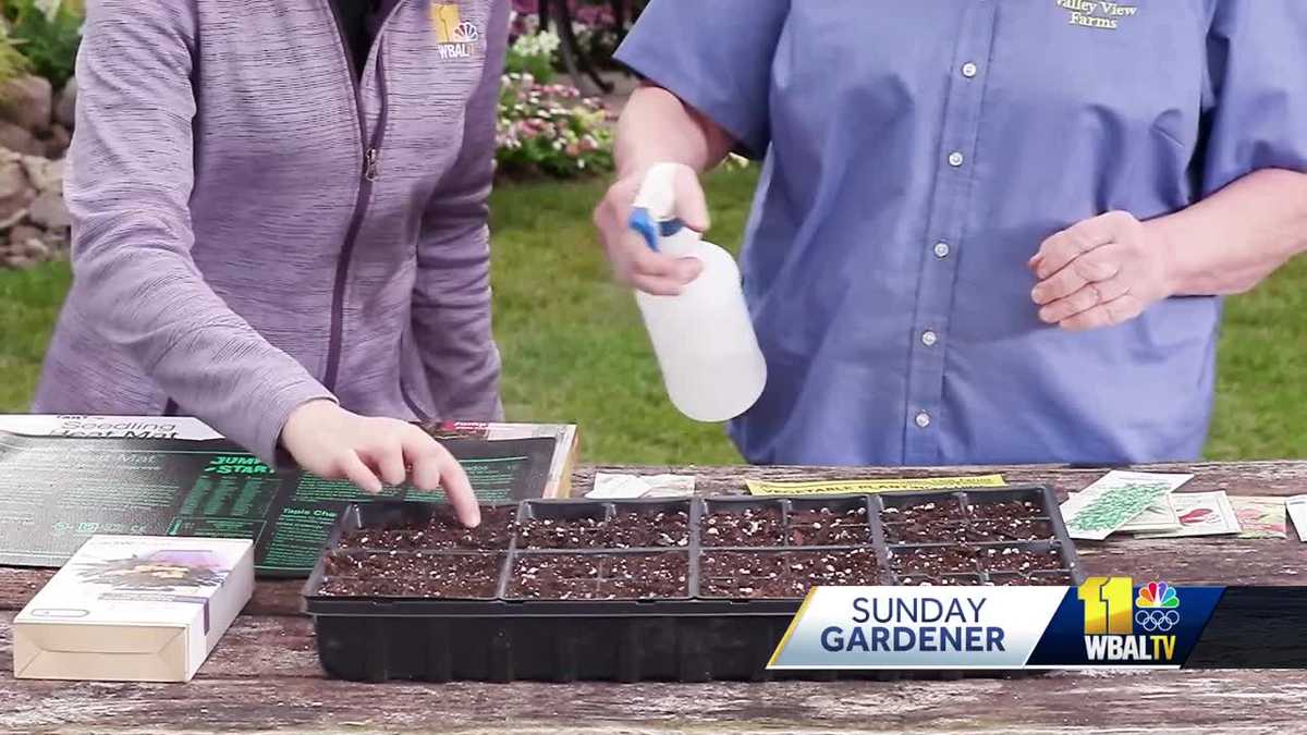 Sunday Gardener: Tips on starting plants from seeds