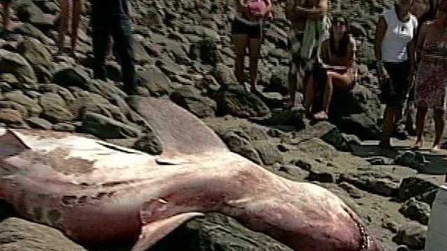 Dead great white shark washes up on Westport beach