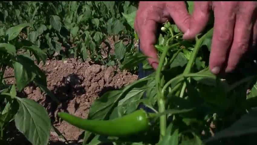Chile crop could come early this year