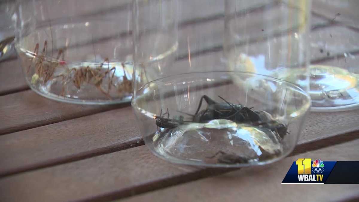 Bug & cricket population explodes thanks to perfect conditions