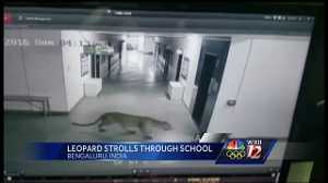 On camera: Leopard walks through school