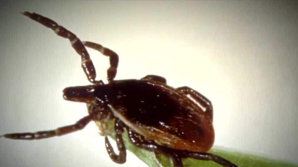 Health officials warn of 5 tickborne illnesses in New Hampshire