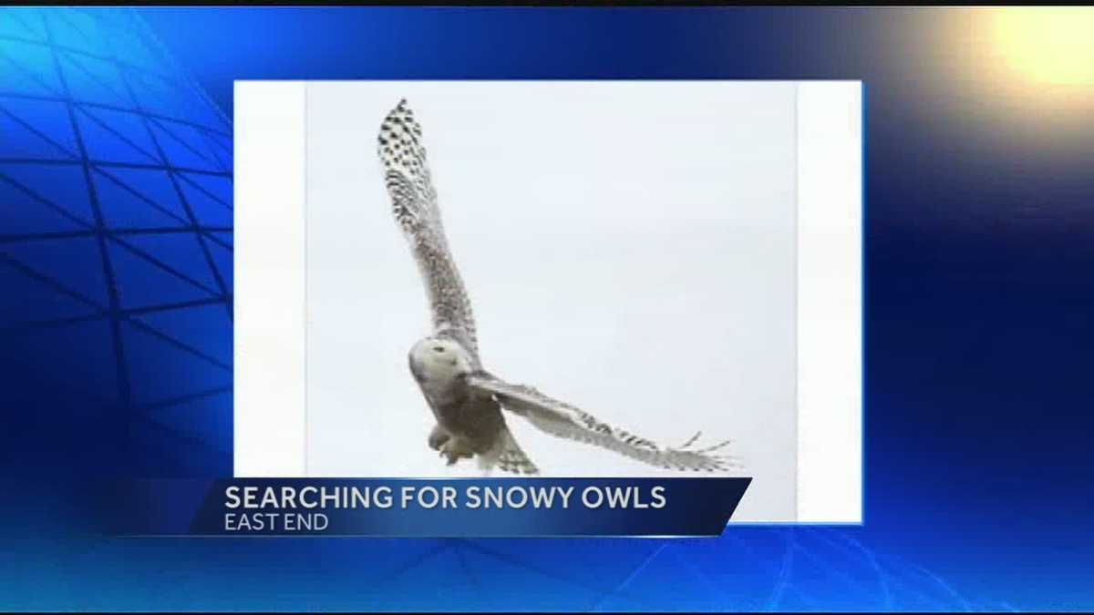 Snowy owl sightings on an unusual rise in Ohio