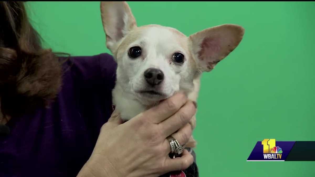 MDSPCA shows last minute pet gifts