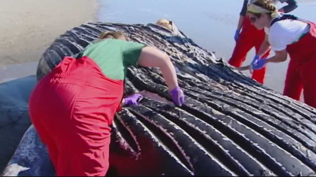 Decomposing whale serves as lesson in marine biology