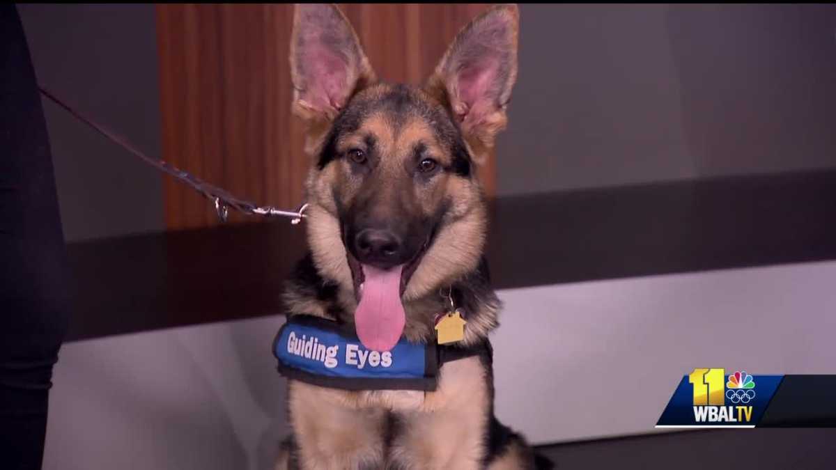 Guiding Eye Dogs for the Blind go to Maryland Zoo