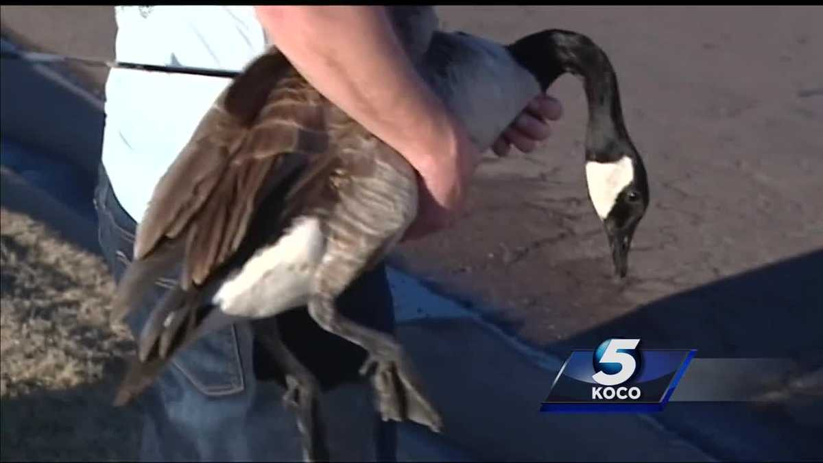 Man rescues goose shot by arrow