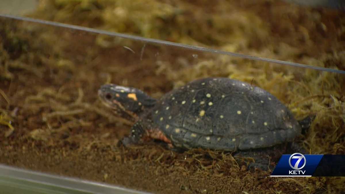 Omaha Zoo visits with Suzan, the spotted turtle