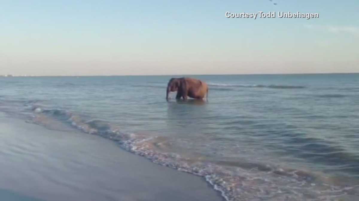 Caught on video: Elephant spotted in ocean off Fla. coast