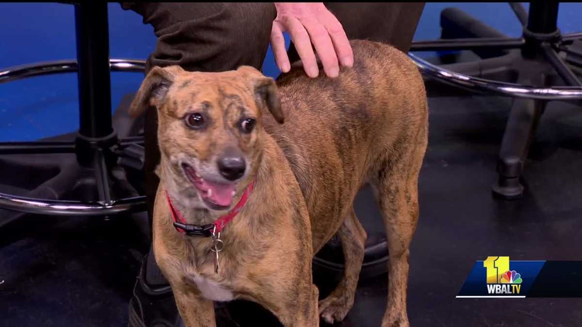 Puerto Rican rescue dog needs a good home