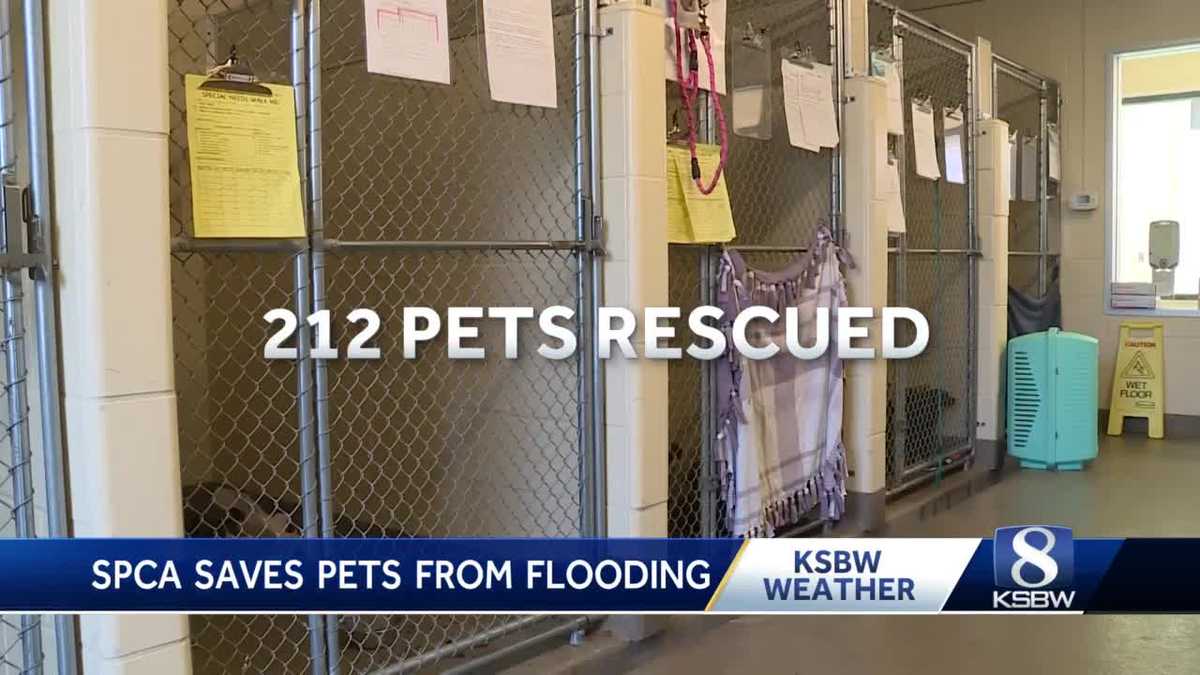 SPCA Monterey County saved more than 200 pets from Pajaro flooding