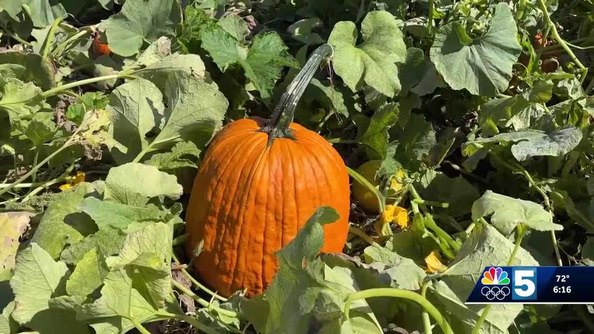Pumpkin farmers feel effects of wet spring, summer drought