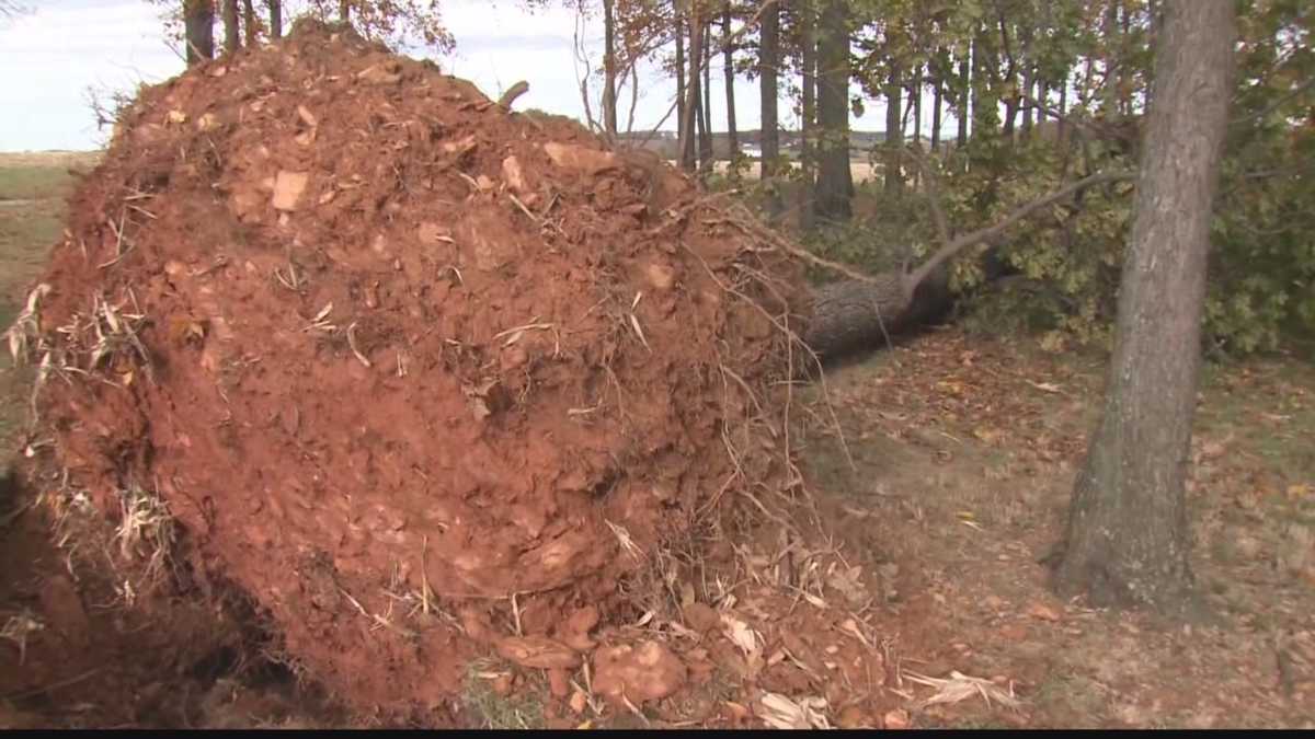 Strong winds rip trees out of ground, damage homes