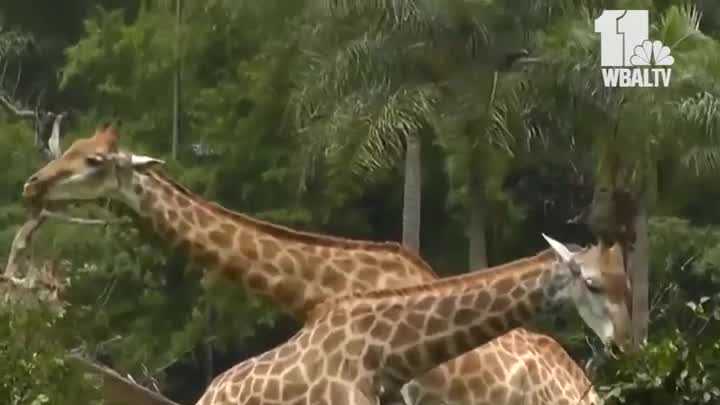 10 baby giraffes venture out for first time at animal park in China