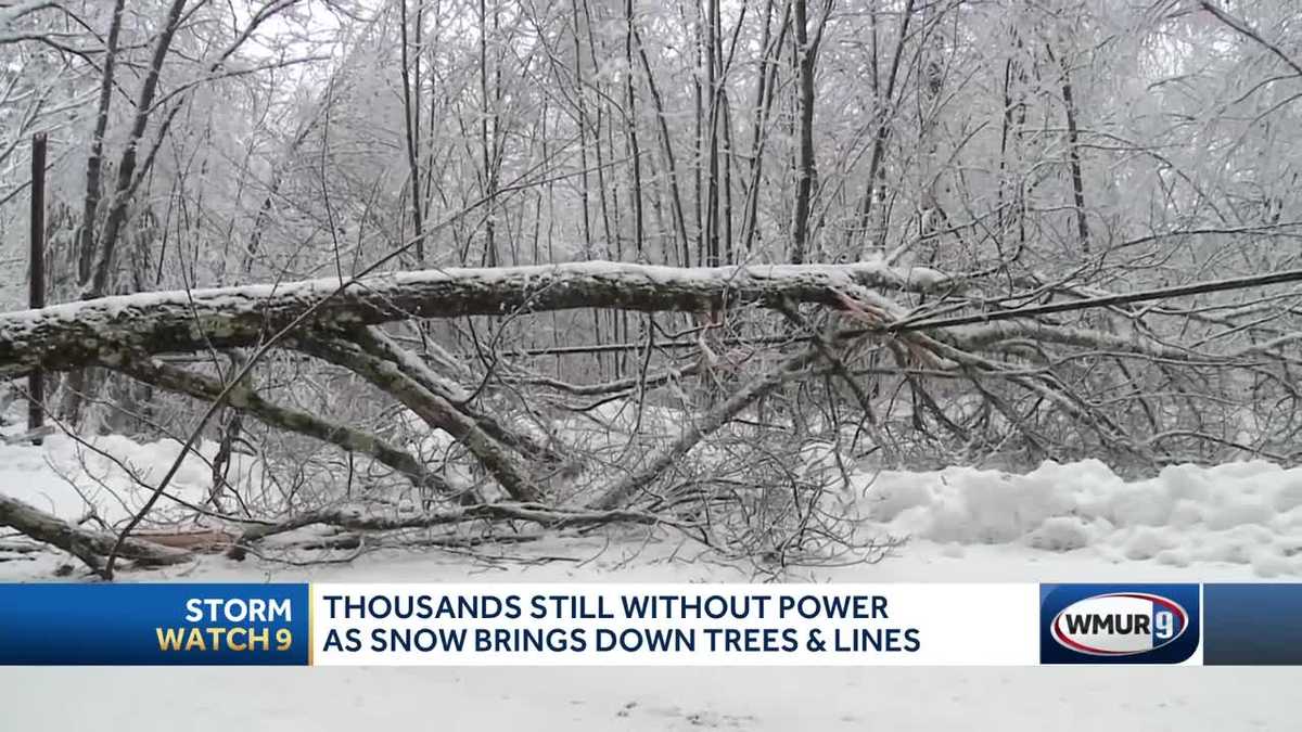 Heavy snow brings down trees