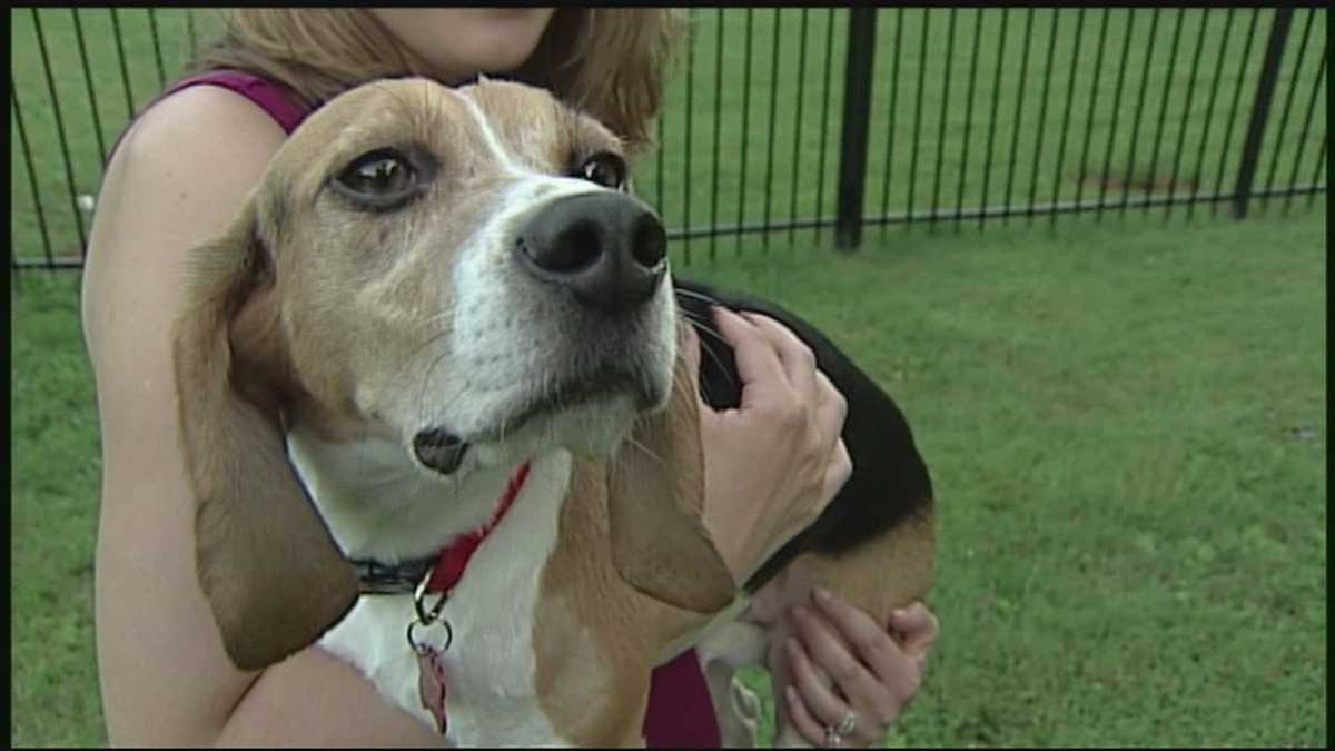 New Hampshire family welcomes Ben Franklin the beagle from laboratory