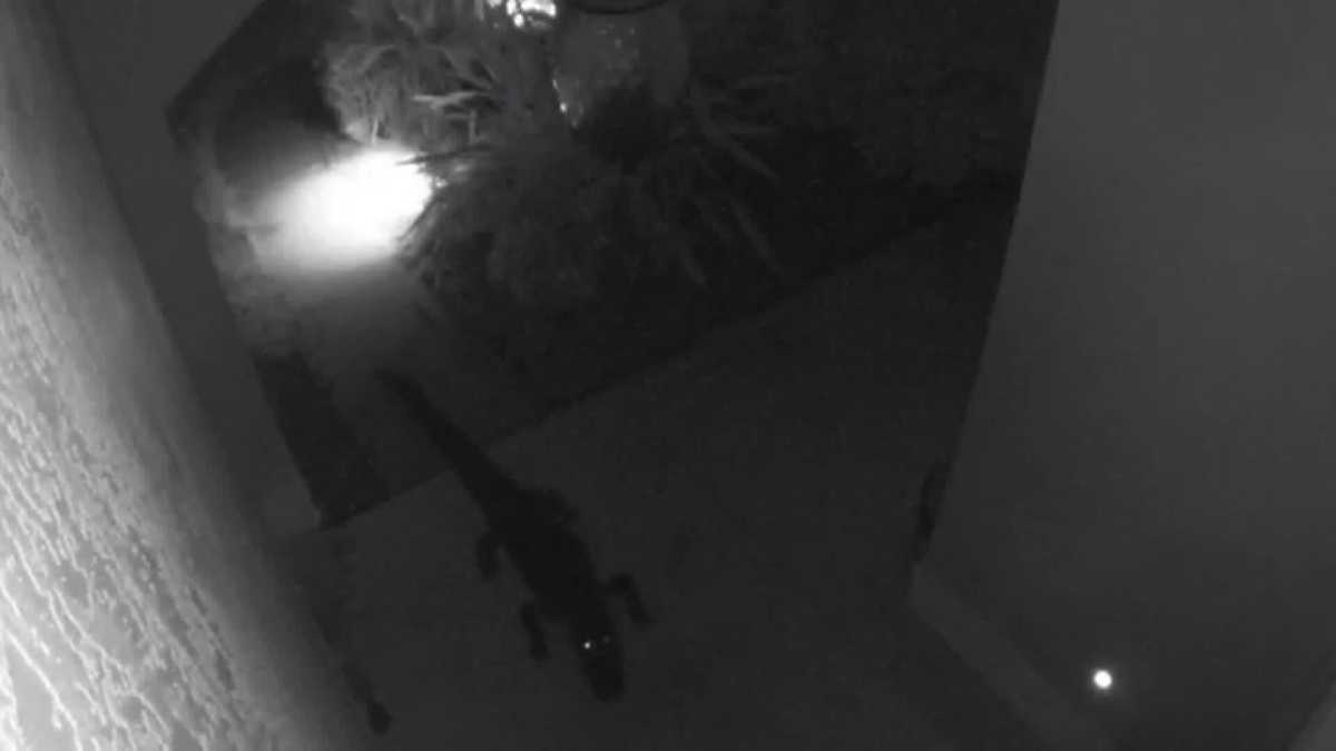 Security camera catches alligator reorganizing patio furniture
