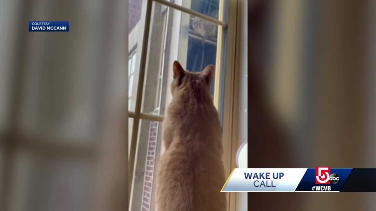 Wake Up Call from one persistent cat