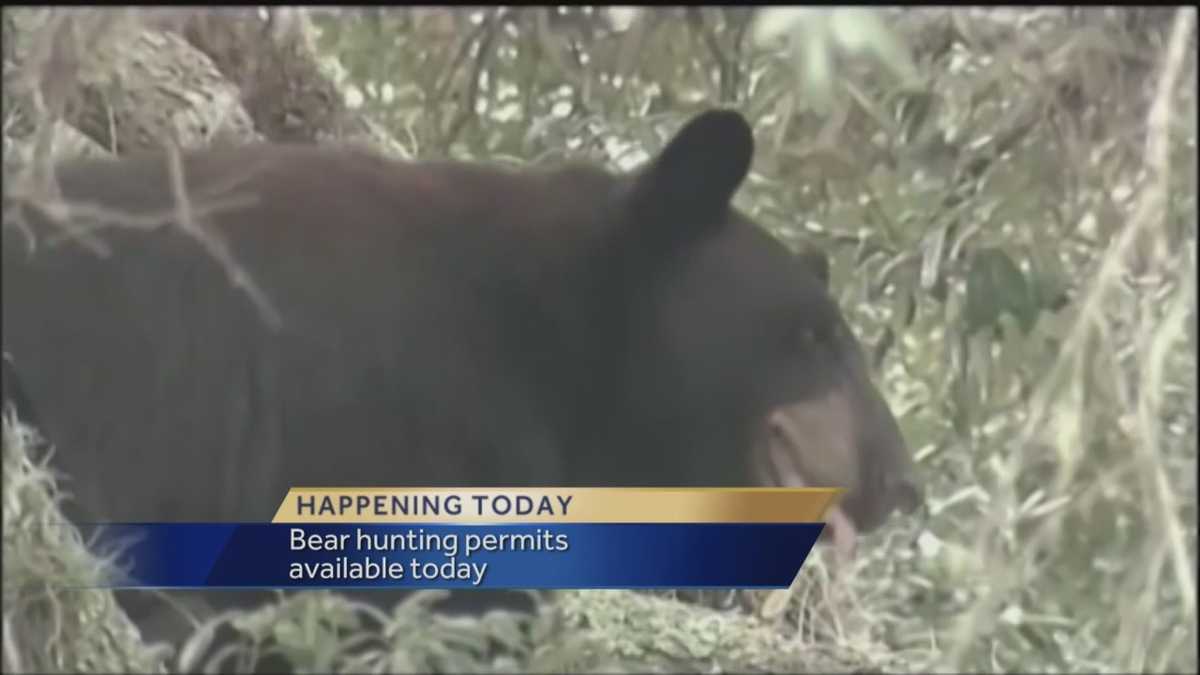 Florida bear hunting permits go on sale Monday