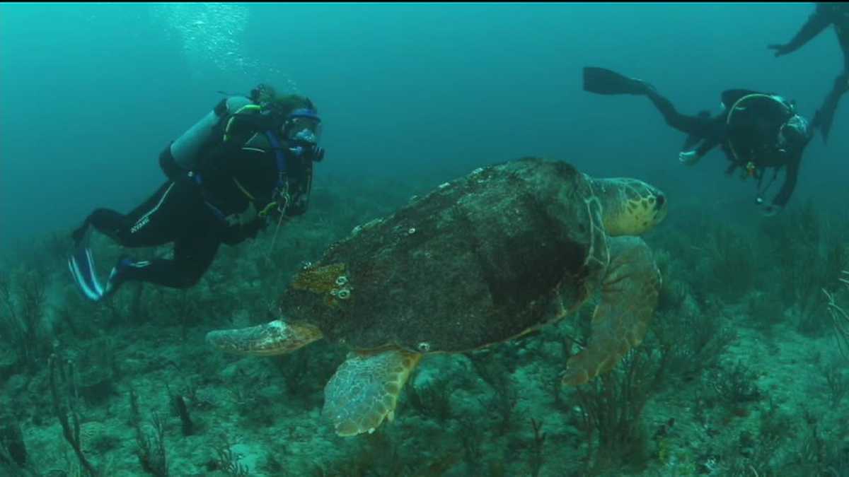 Battle-tested veterans turn to scuba diving