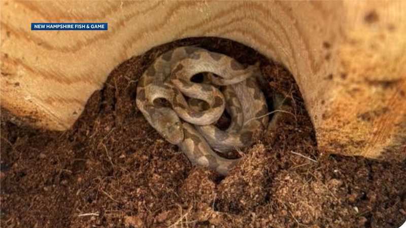 Snake found in NH grocery store taken in by Mass. reptile organization