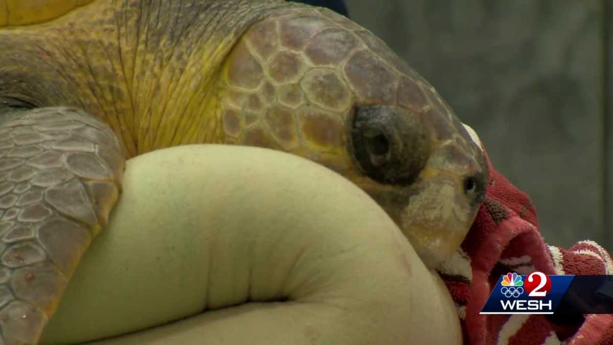 Brevard Zoo works to save sick sea turtles