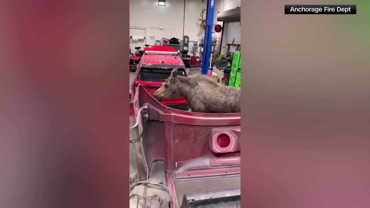 WILD VIDEO: Moose strolls into Anchorage firehouse