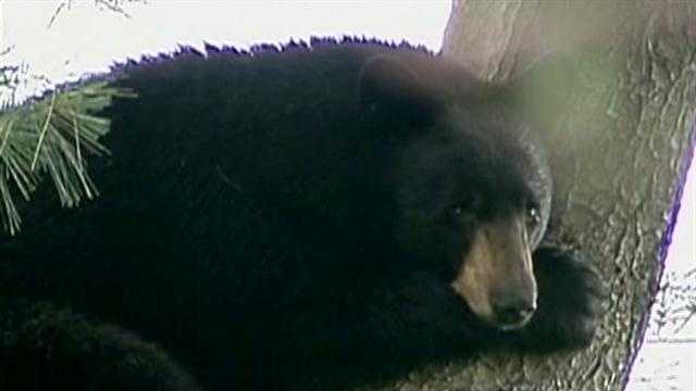 Cape Cod bear returns to nap in Brookline