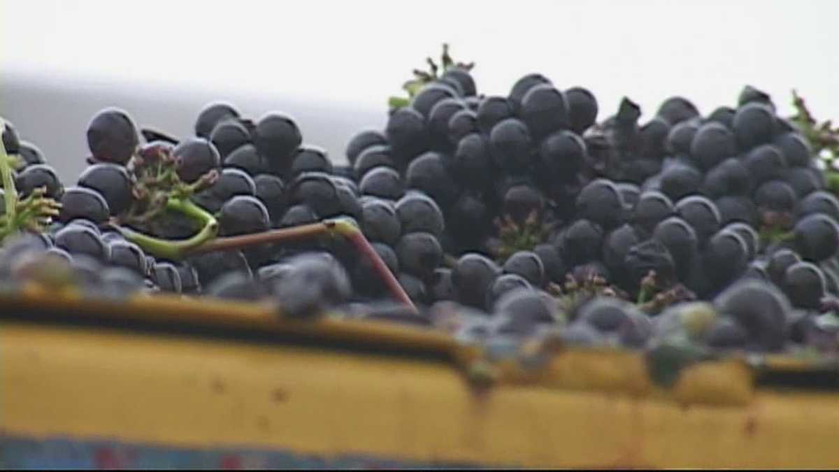 Grape harvest underway around the Central Coast