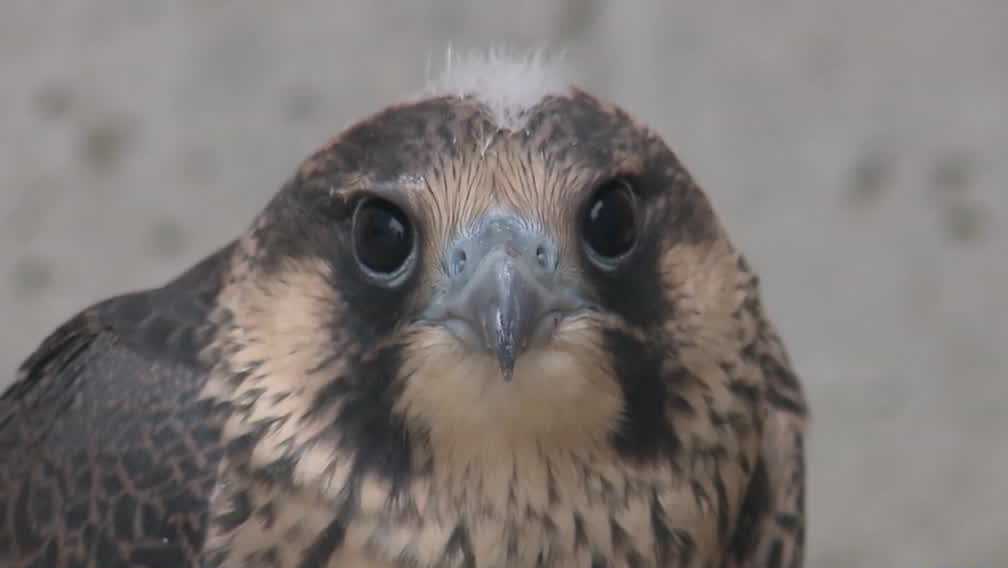 Two baby falcons in Wisconsin rescued by Humane Society volunteer