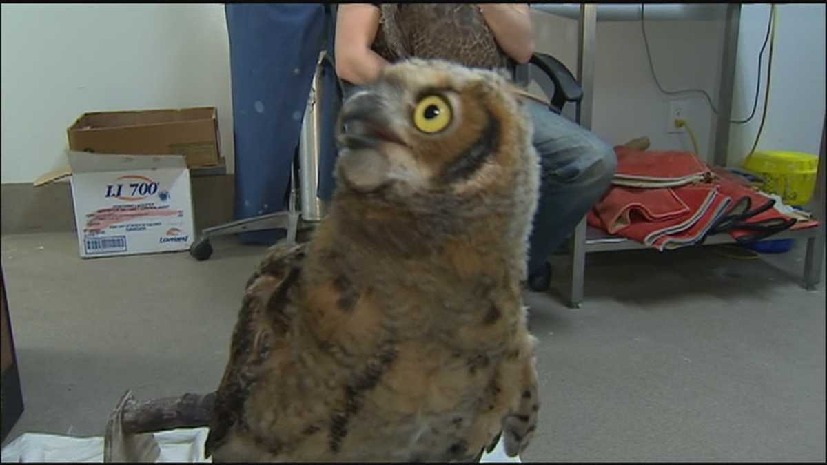 Injured birds get helping hand from Birds of Prey Center