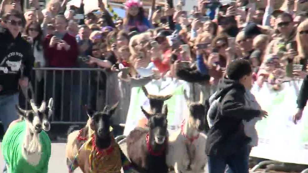 Louisville's NuLu Bock Fest features goat racing, sausage, beer