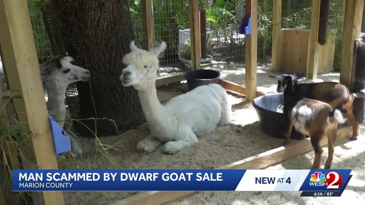 Man scammed in Marion County dwarf goat sale