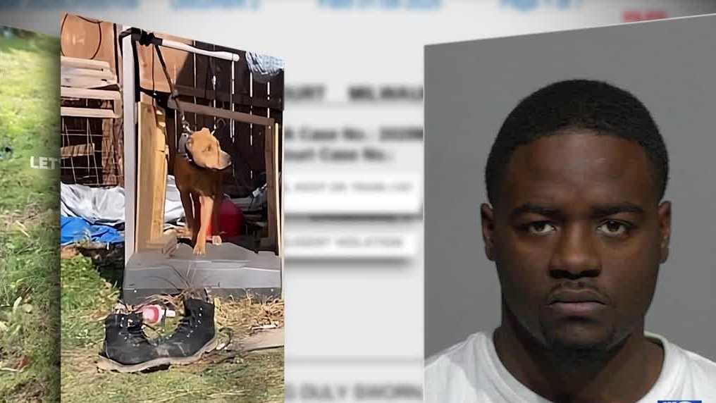 6 dogs seized from home investigated as site for dog fight training