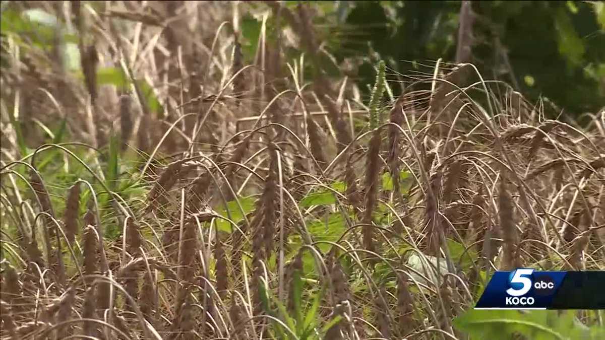 Oklahoma drought causes problems for wheat crops