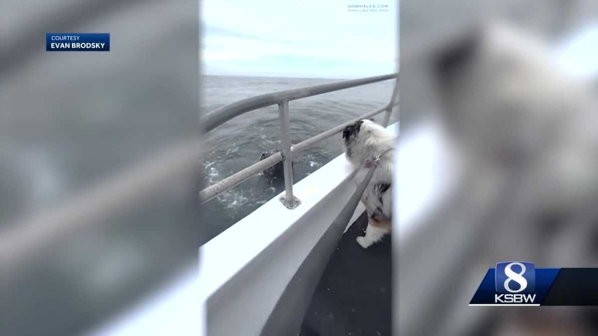 skipper the dog becomes friends with whales