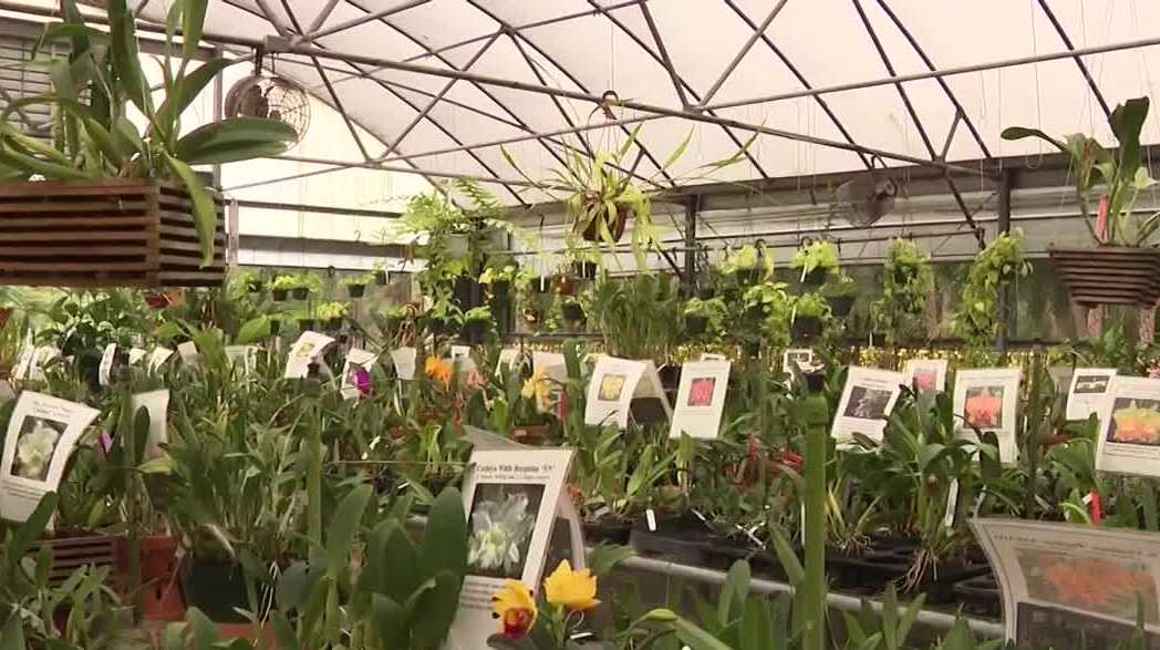 Residents along Florida's Gulf Coast advised to protect plants and ...