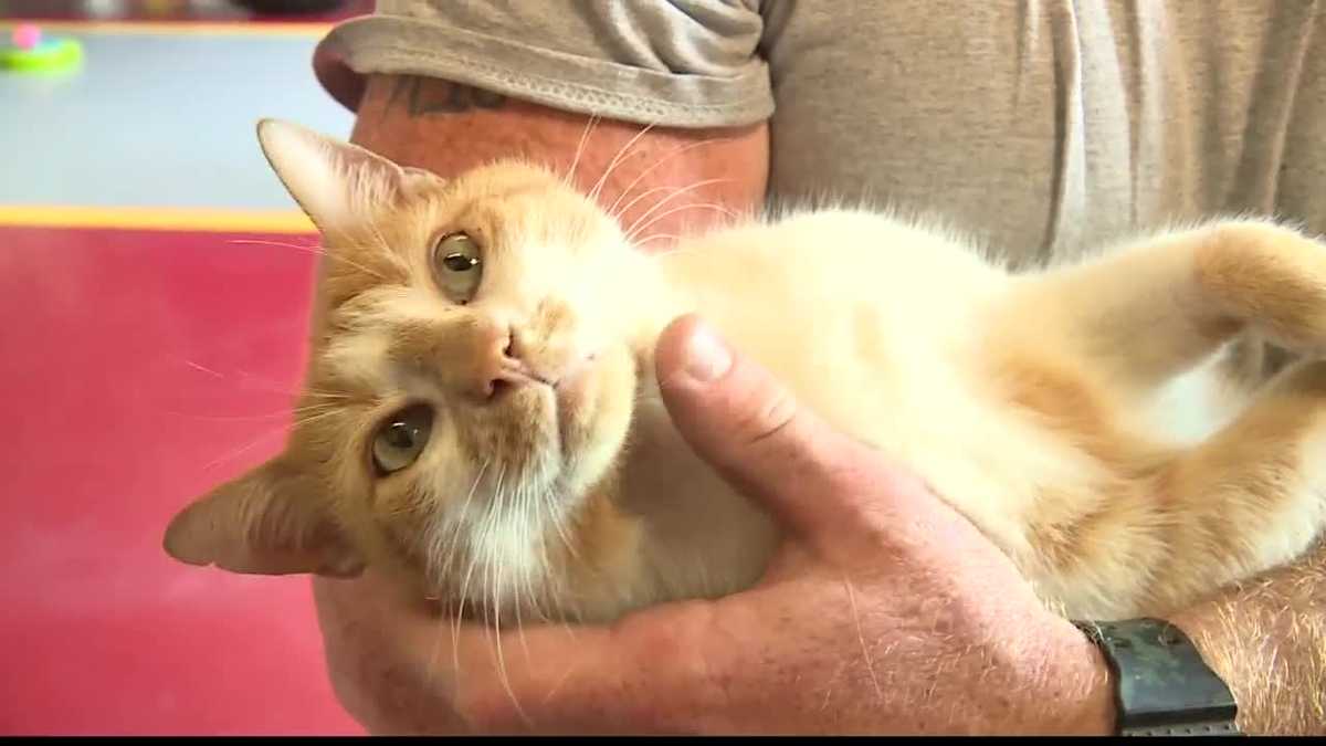 Flame the Arson Cat lifts the spirits of Greenville County firefighters