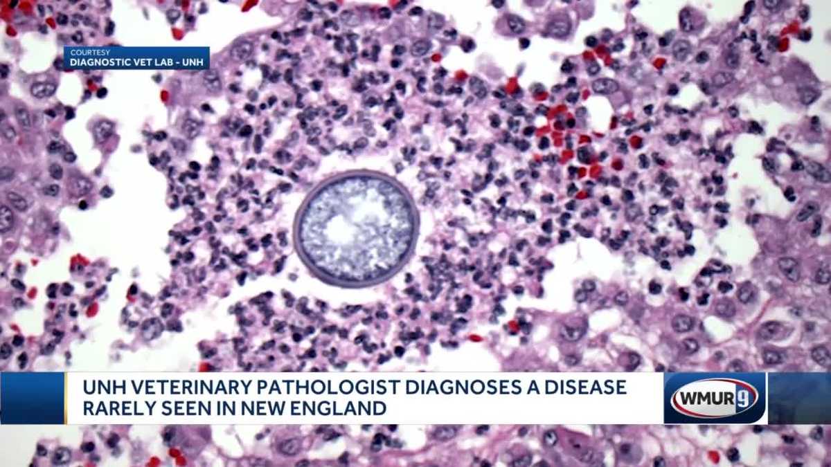 Dog in NH diagnosed with fungal disease common in Southwest