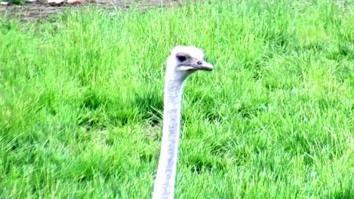 Are you looking at me? Ostrich sticks neck out for our camera