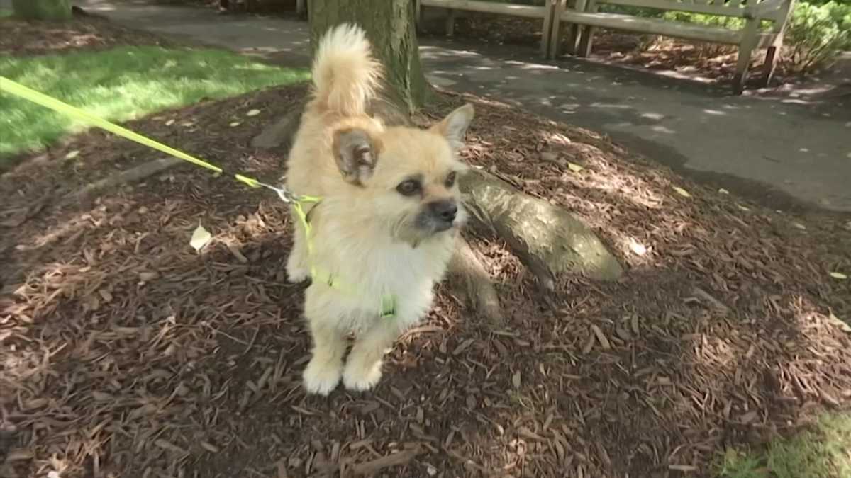 Scruffy little dog named Gobi scores book, movie deals