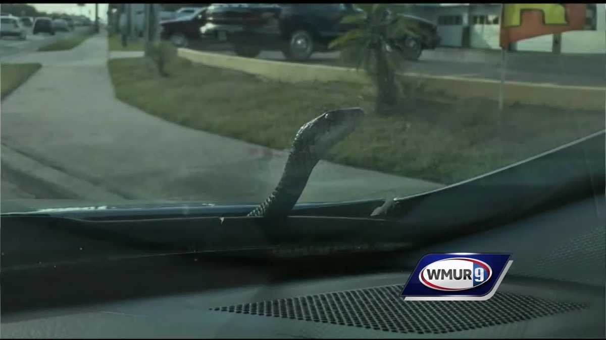 6-foot snake shocks man on drive home