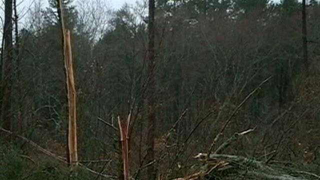 Storm snaps trees