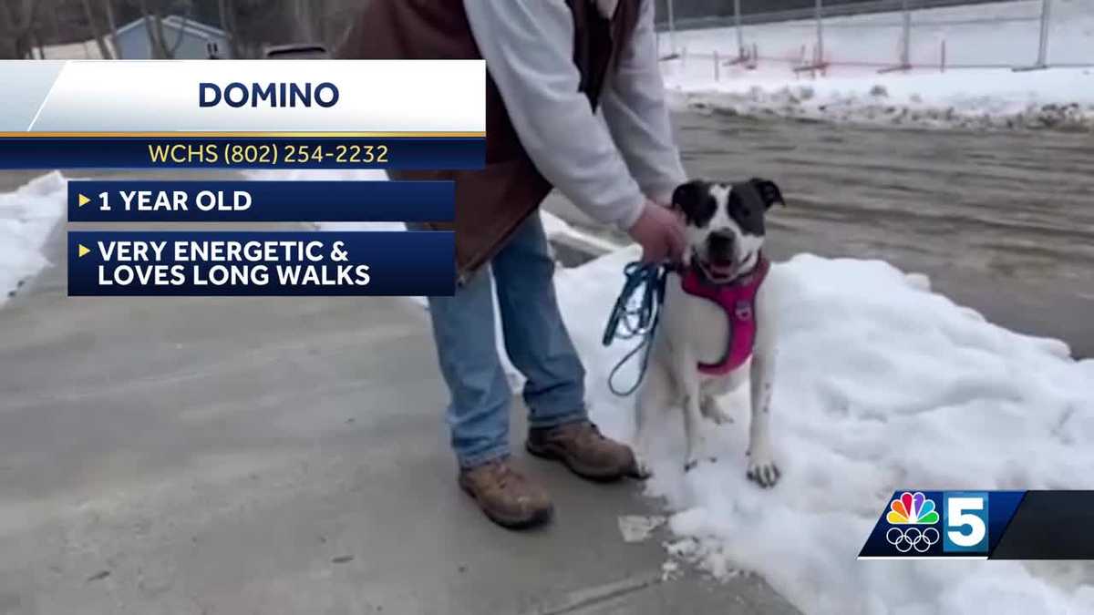 Pet Connection: Feb. 8, 2024