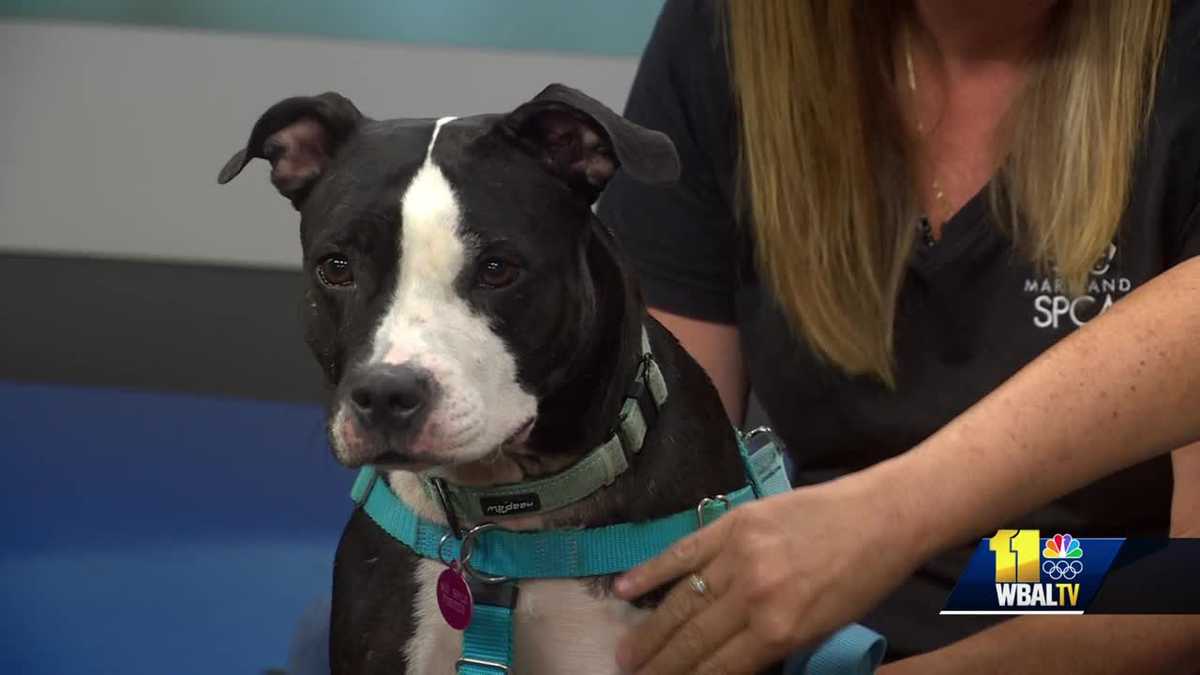 National Dog Day Festival coming to Baltimore