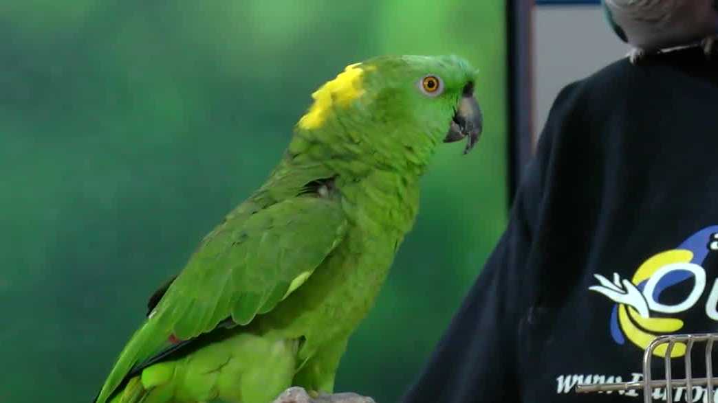 Creature Feature: Parrot Outreach Society in Punta Gorda