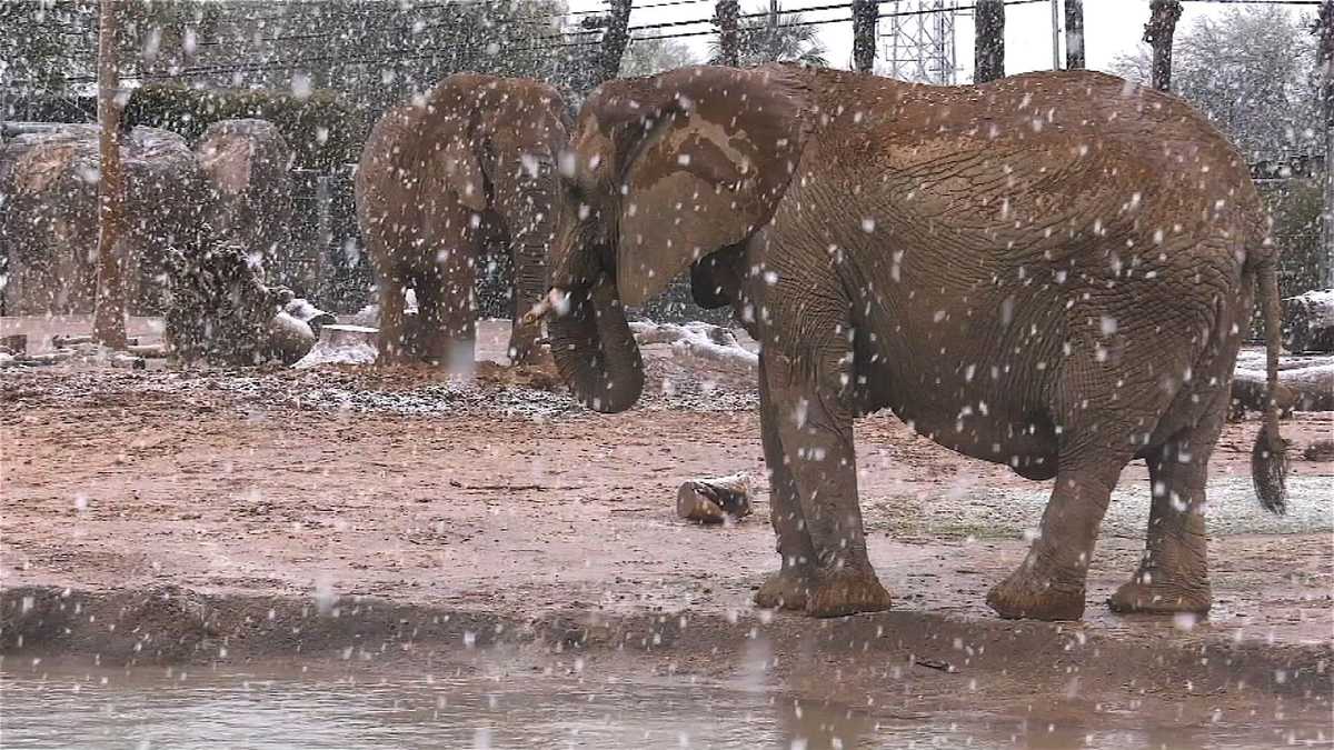 TOO CUTE: Elephants have unforgettable day in Arizona snow