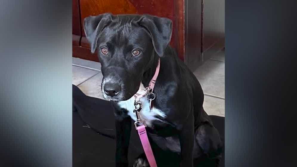 Dog found safe after more than a week in the bitter cold